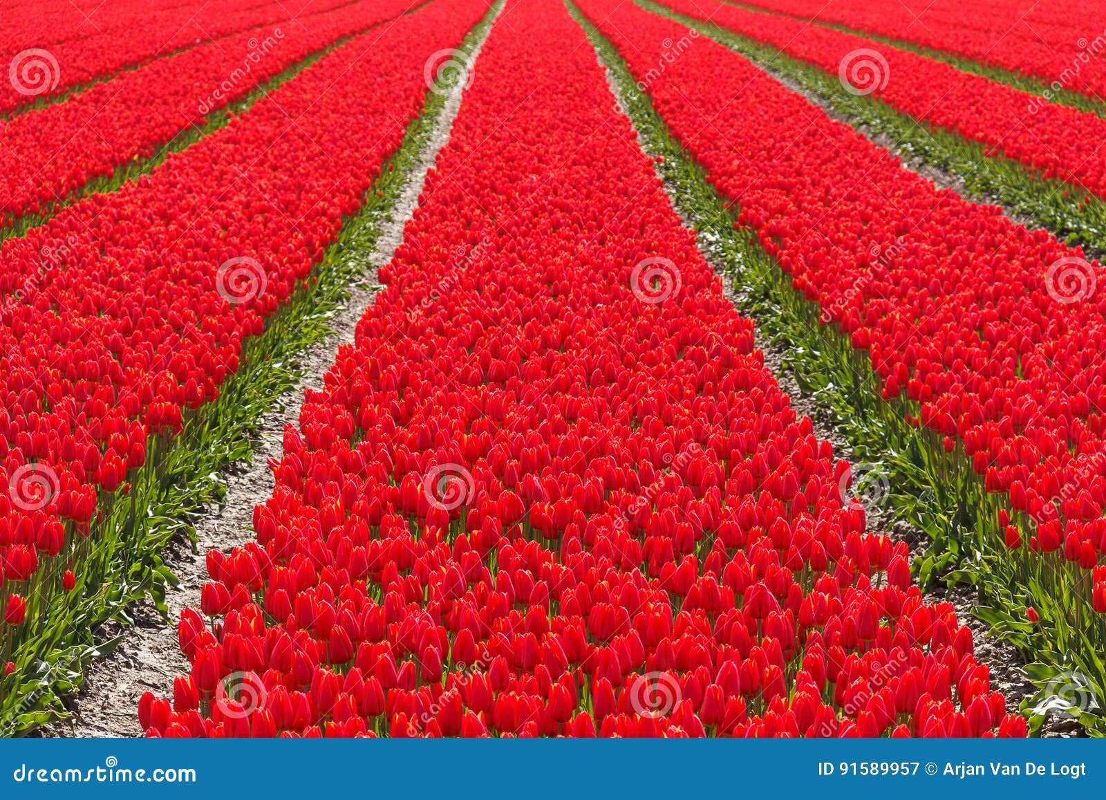 Rows of red tulips stock image. Image of spring, field - 91589957