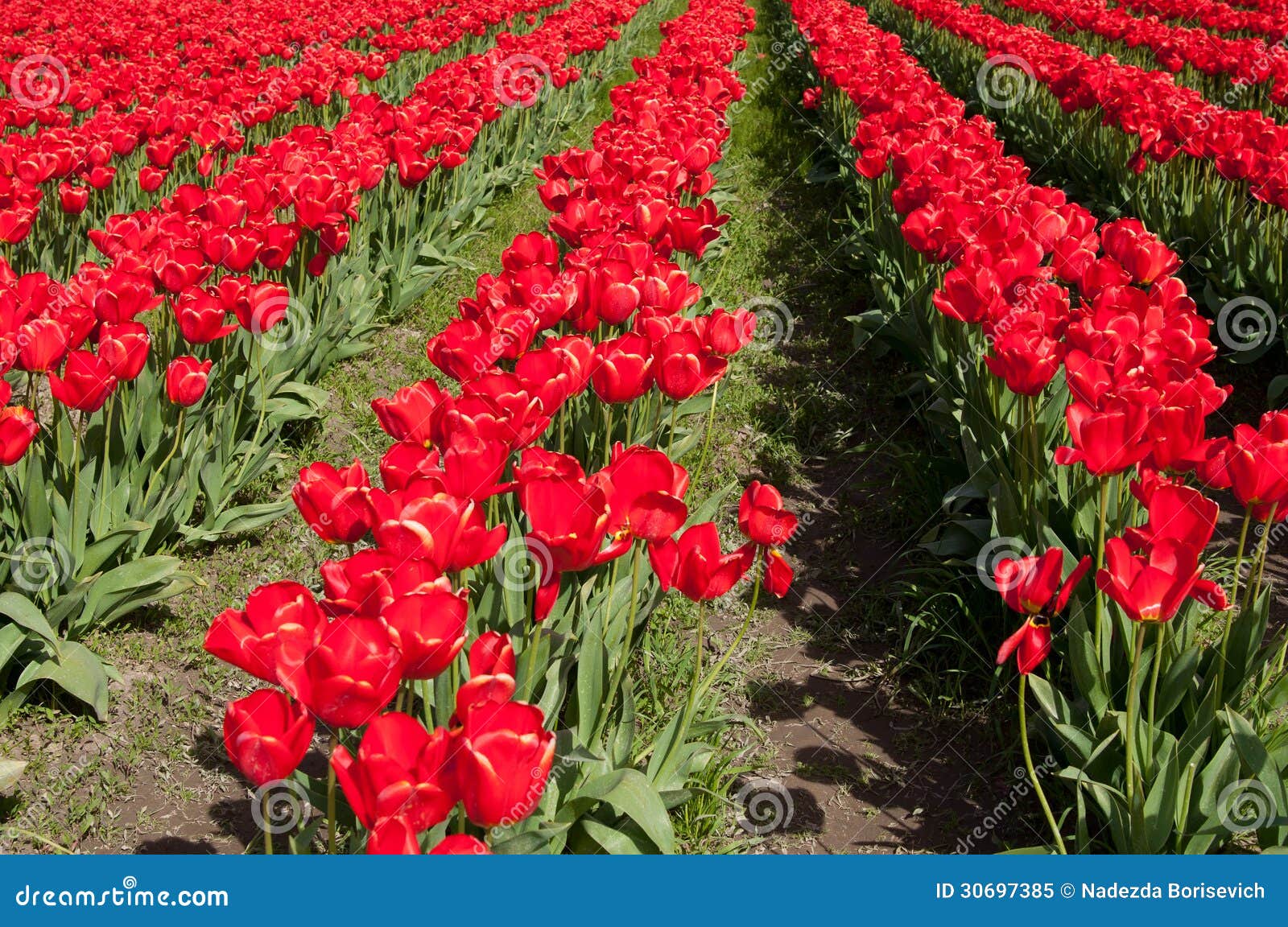 Rows of red tulips stock image. Image of objects, bright - 30697385