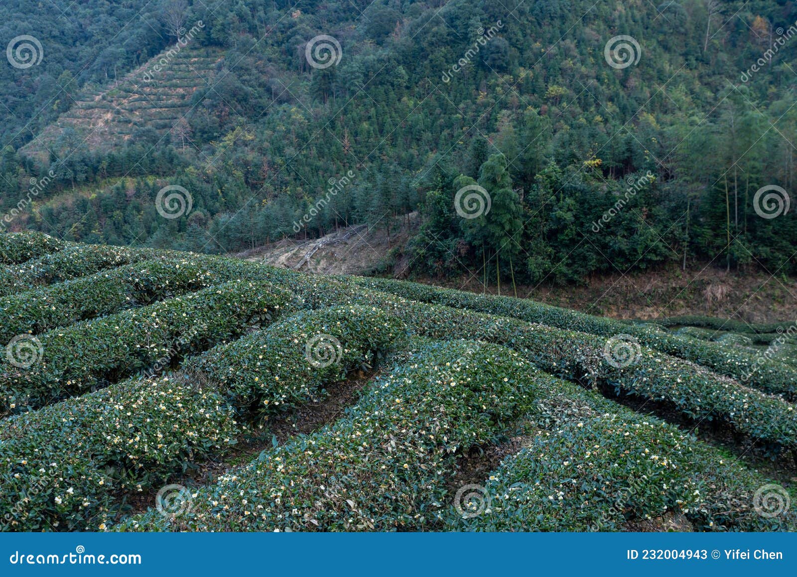 Rows of Regular Tea Trees in the Tea Garden Stock Image - Image of ...