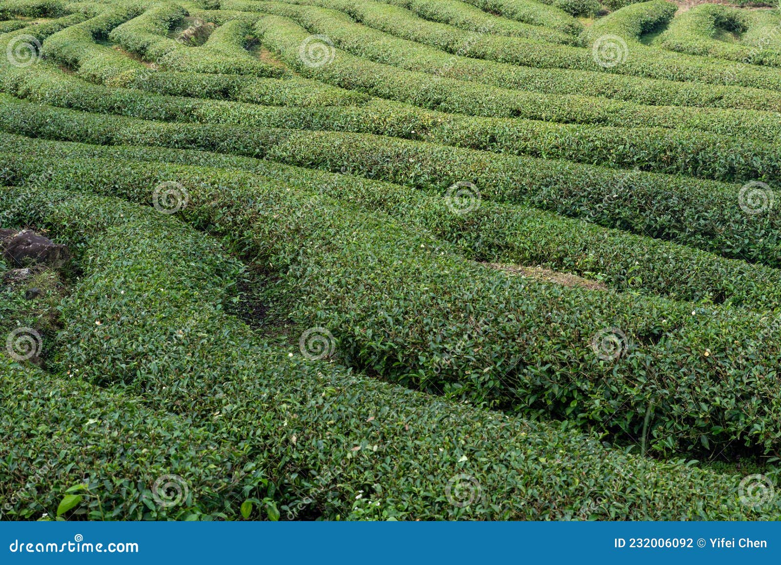 Rows of Regular Tea Trees in the Tea Garden Stock Photo - Image of ...