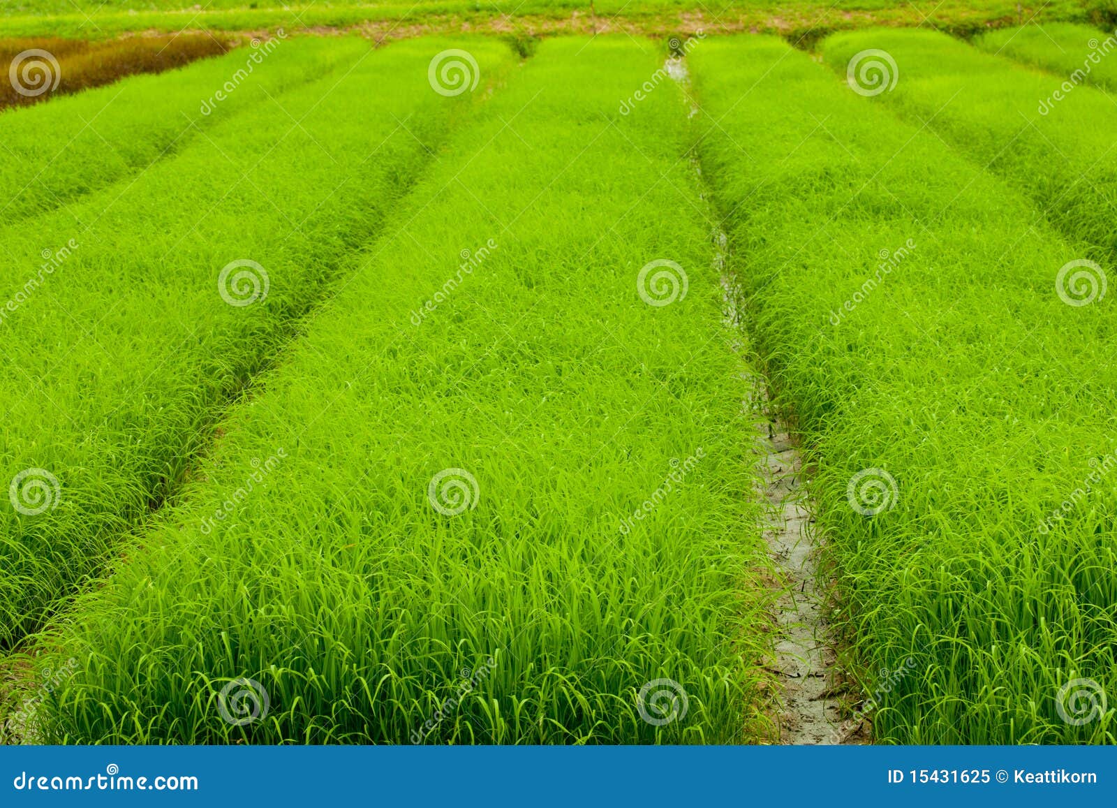 Rows of Rice Field stock image. Image of cereal, farmland - 15431625