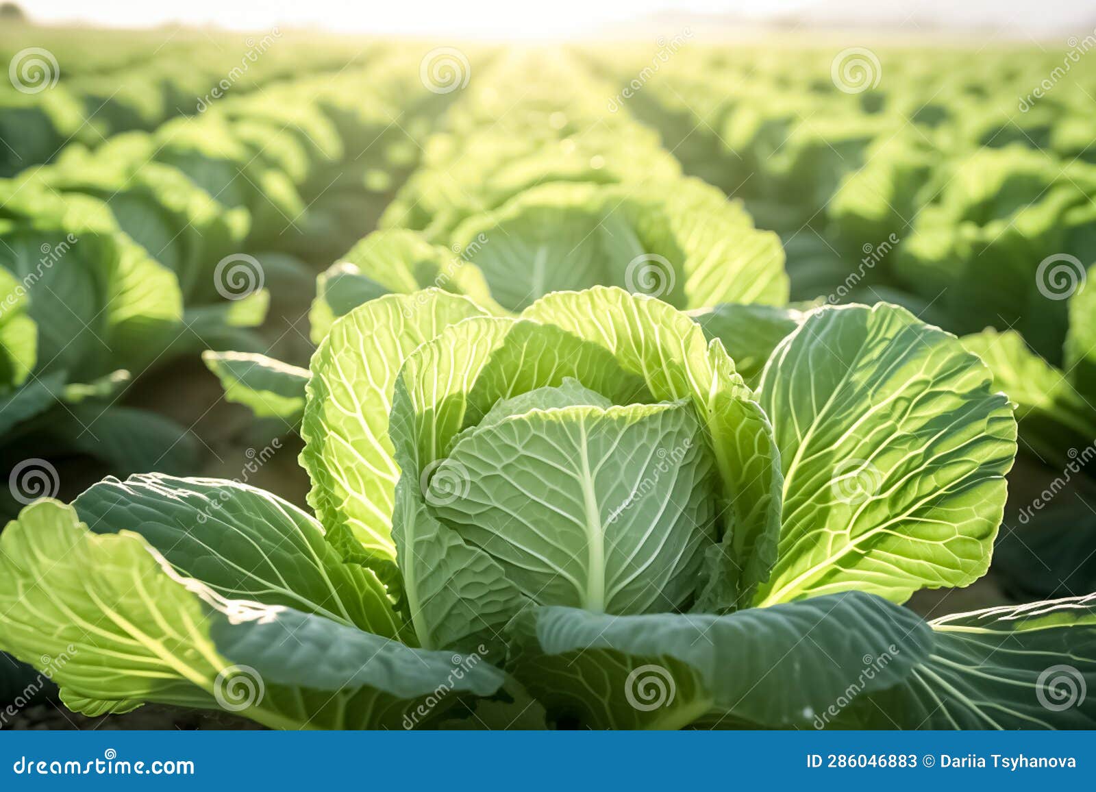 Rows of Ripe Cabbage Plant. Cabbage Field. the Concept of Planting and ...