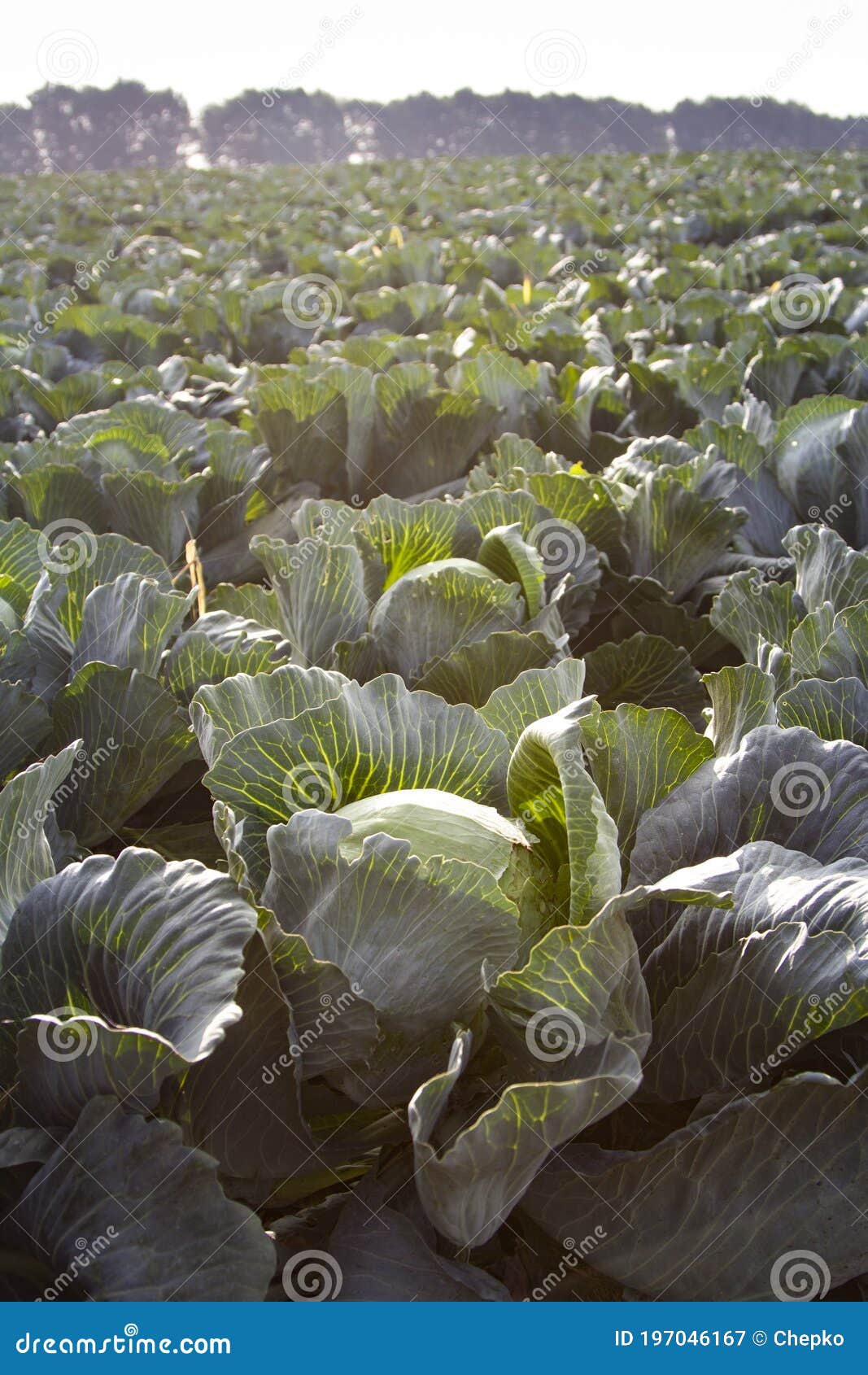 Cabbage Plantations Grow In The Field. Vegetable Rows. Farming ...
