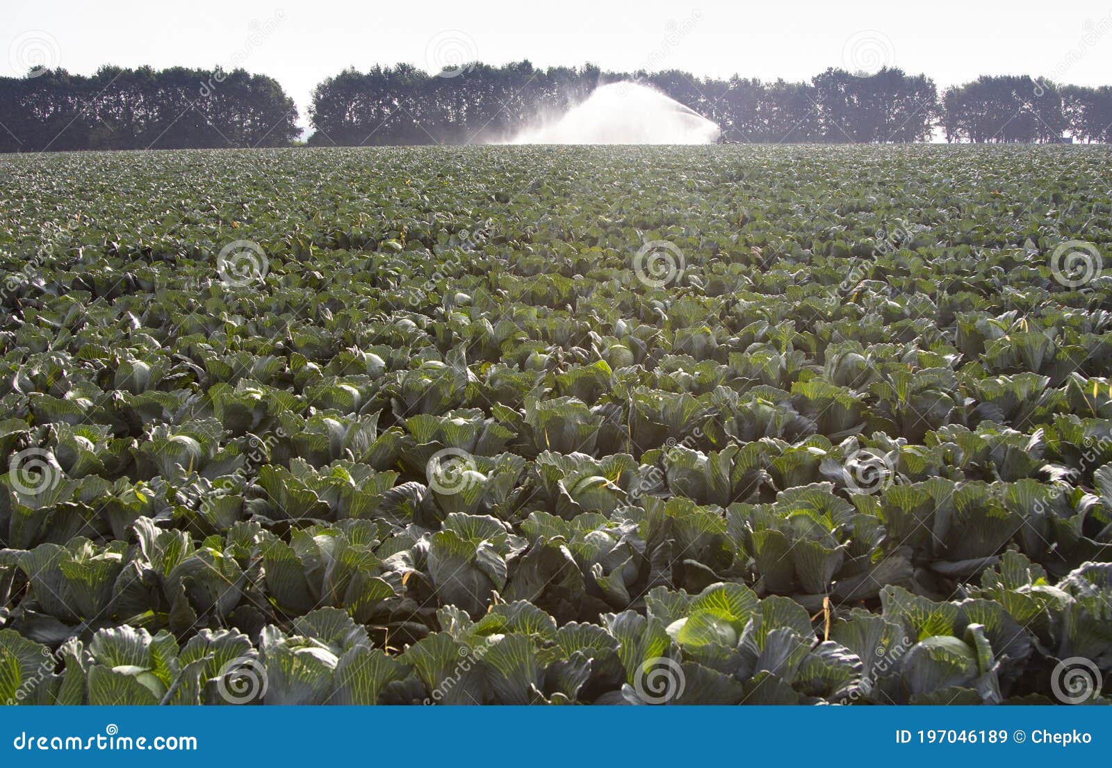 Cabbage Plantations Grow In The Field. Vegetable Rows. Farming ...