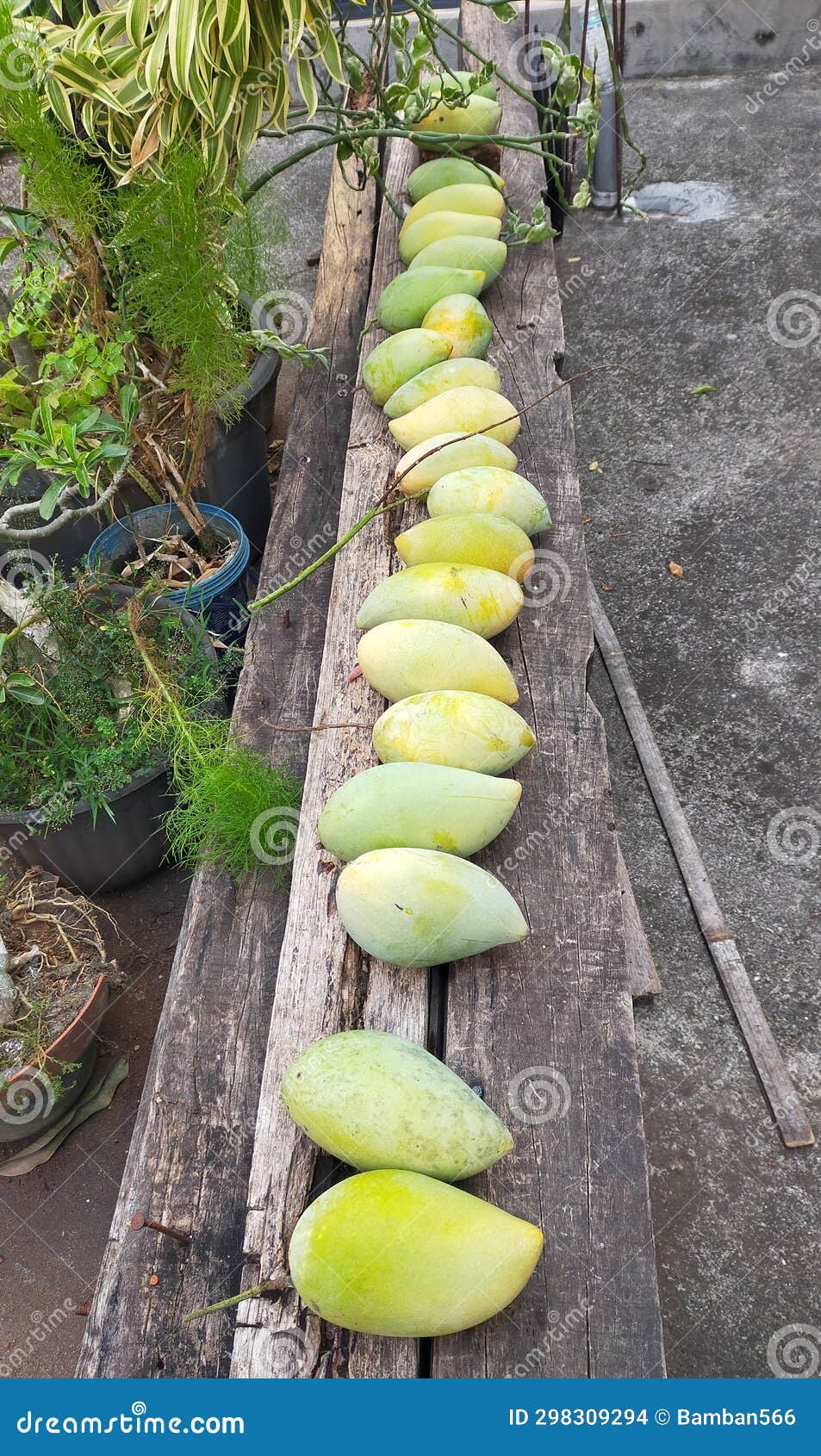 Rows of ripe mangoes stock photo. Image of mangoes, rows - 298309294