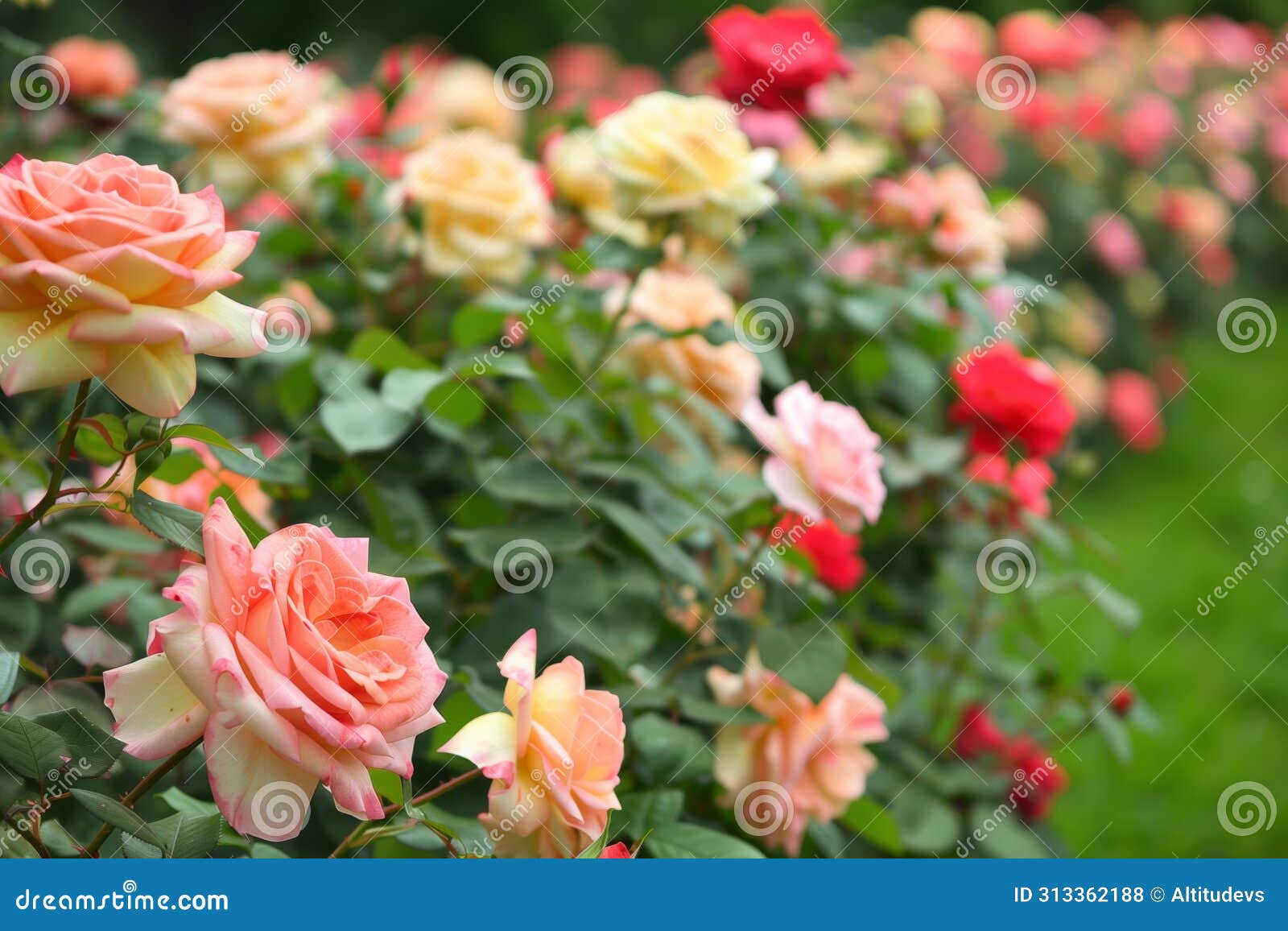 Rows of Rose Bushes in Various Stages of Bloom Outdoors Stock Photo ...