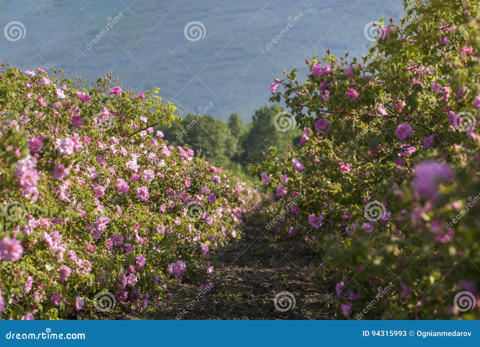 Rows of Roses in an Agricultural Field Stock Image - Image of ...