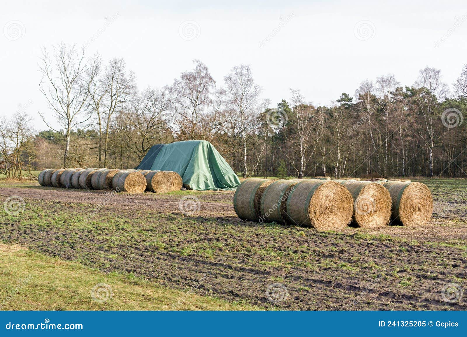 Rows of Round Bales of Cattle Feed Hay Packed in a Plastic Mesh Stock ...