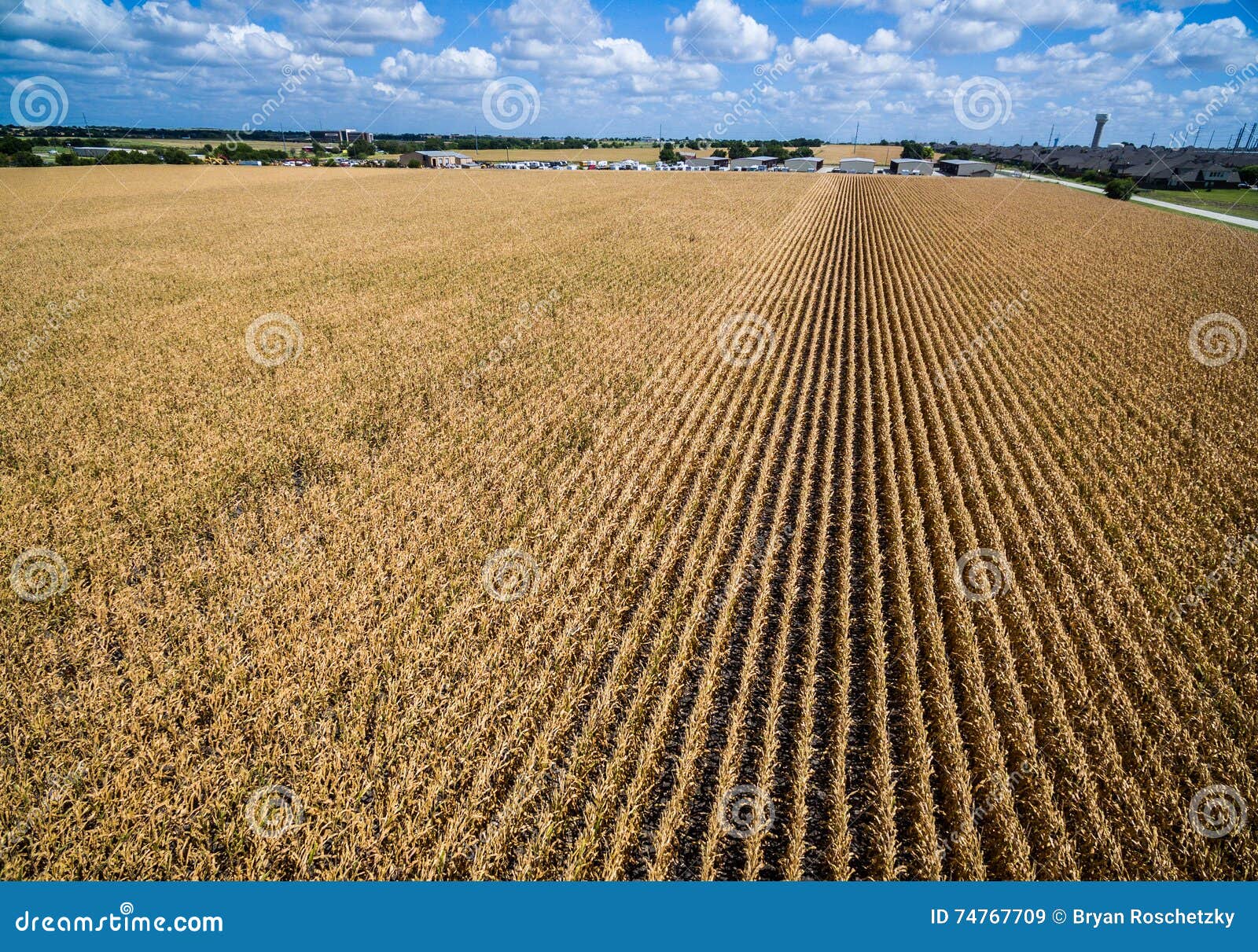 Rows and Rows of Brown Crops Fields Ending Life Summer Time in Texas ...