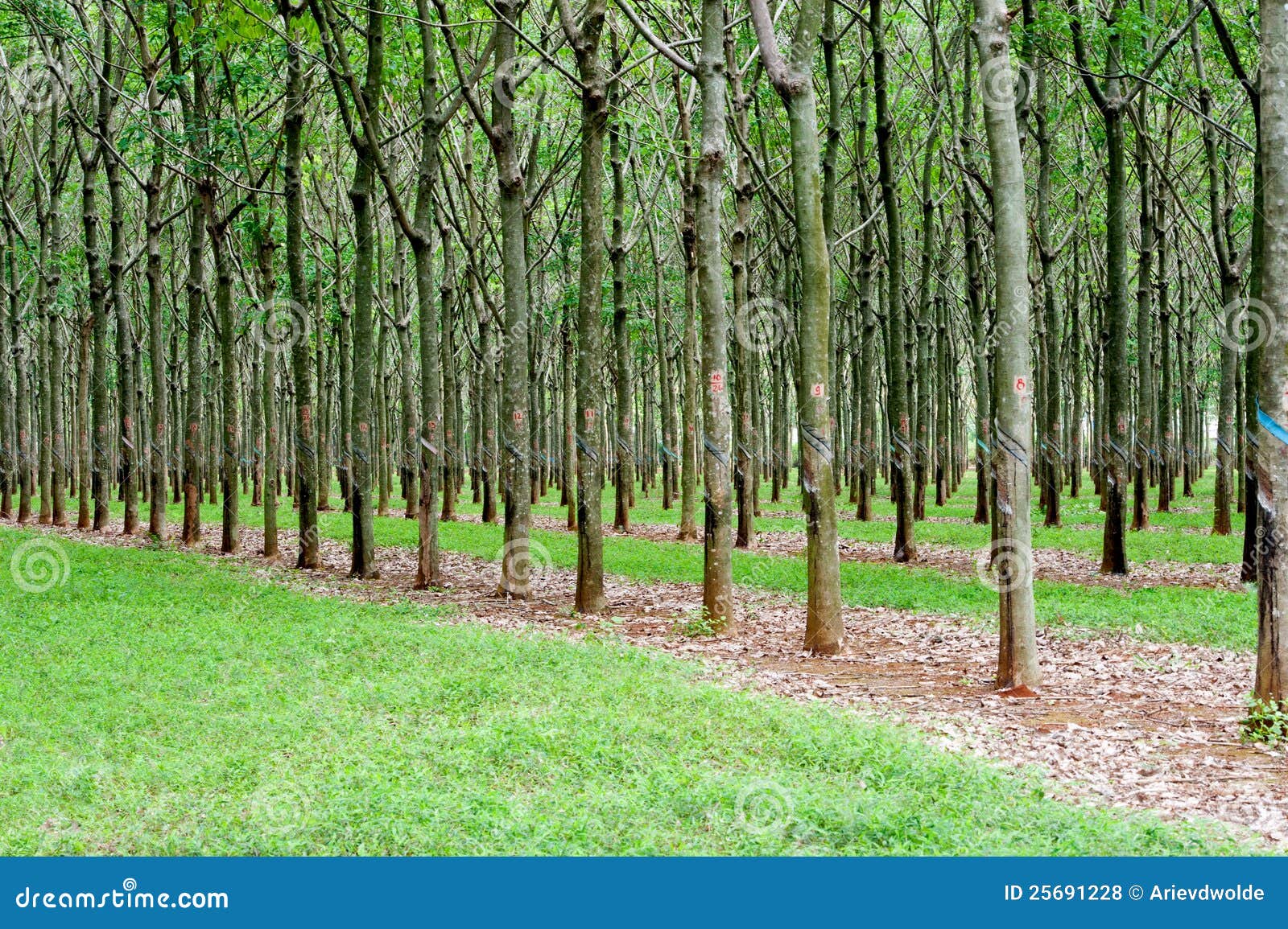 Rows of Rubber trees stock photo. Image of east, deep - 25691228