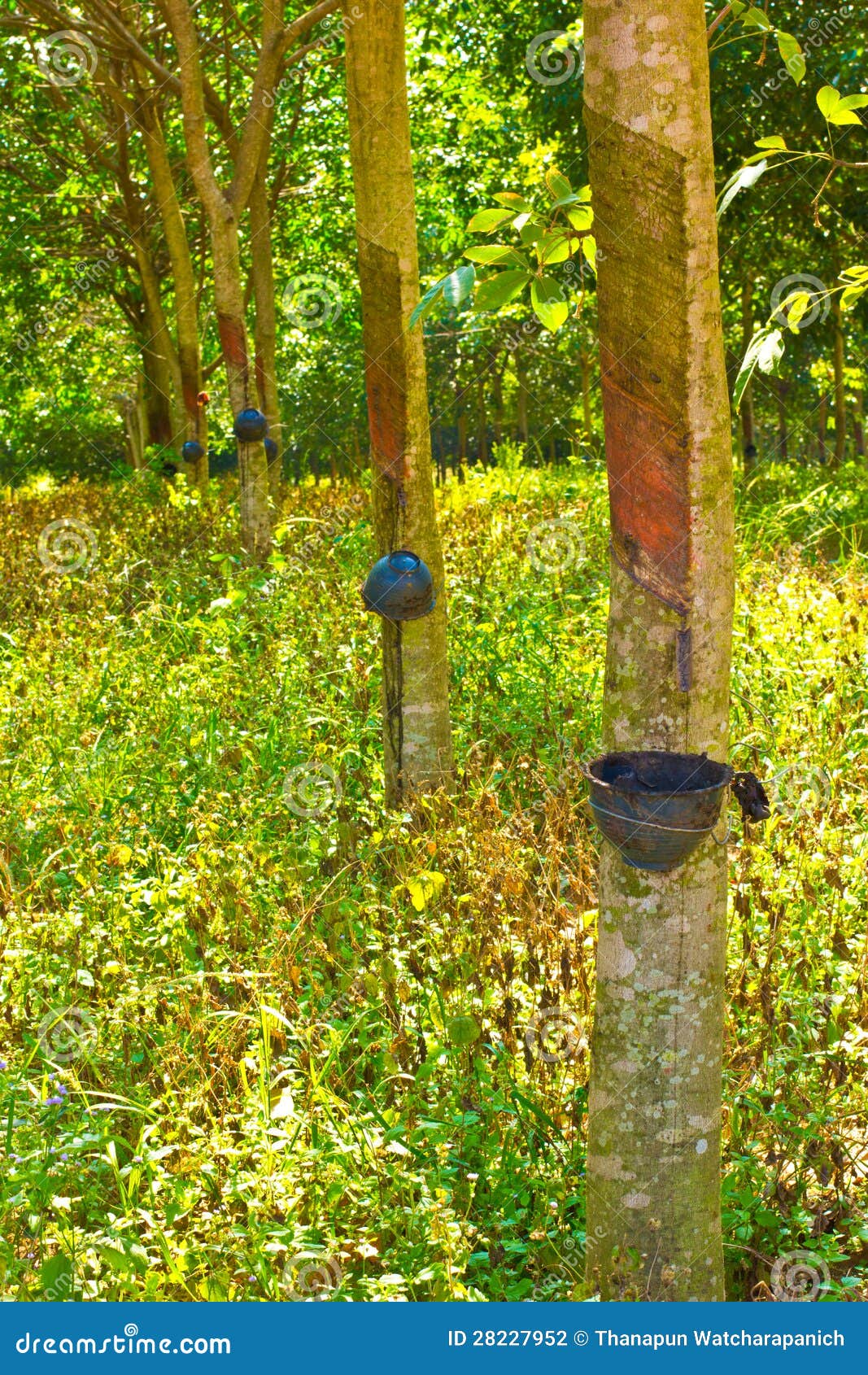 Rows of Rubber Trees Being Tapped in a Plantation Stock Photo - Image ...