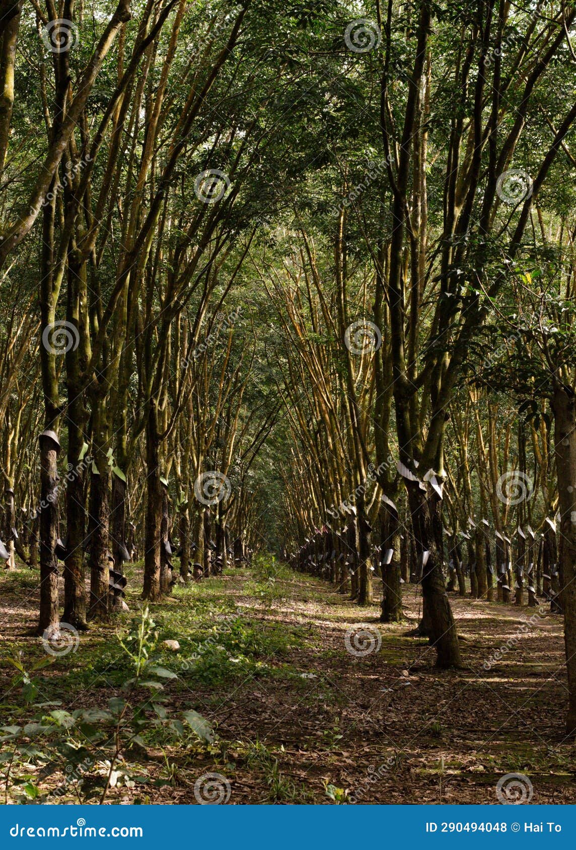 Rows of Rubber Trees in Rubber Plantation Stock Photo - Image of green ...