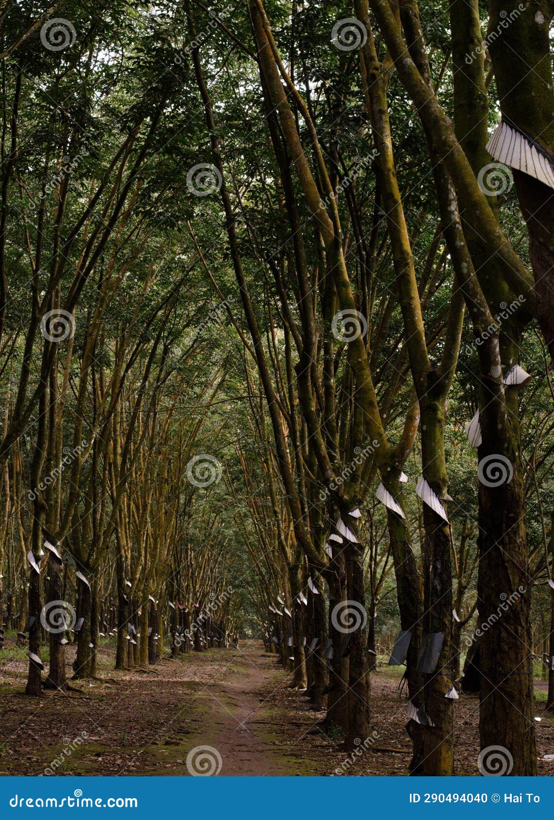 Rows of Rubber Trees is Traight Stock Photo - Image of wilderness ...
