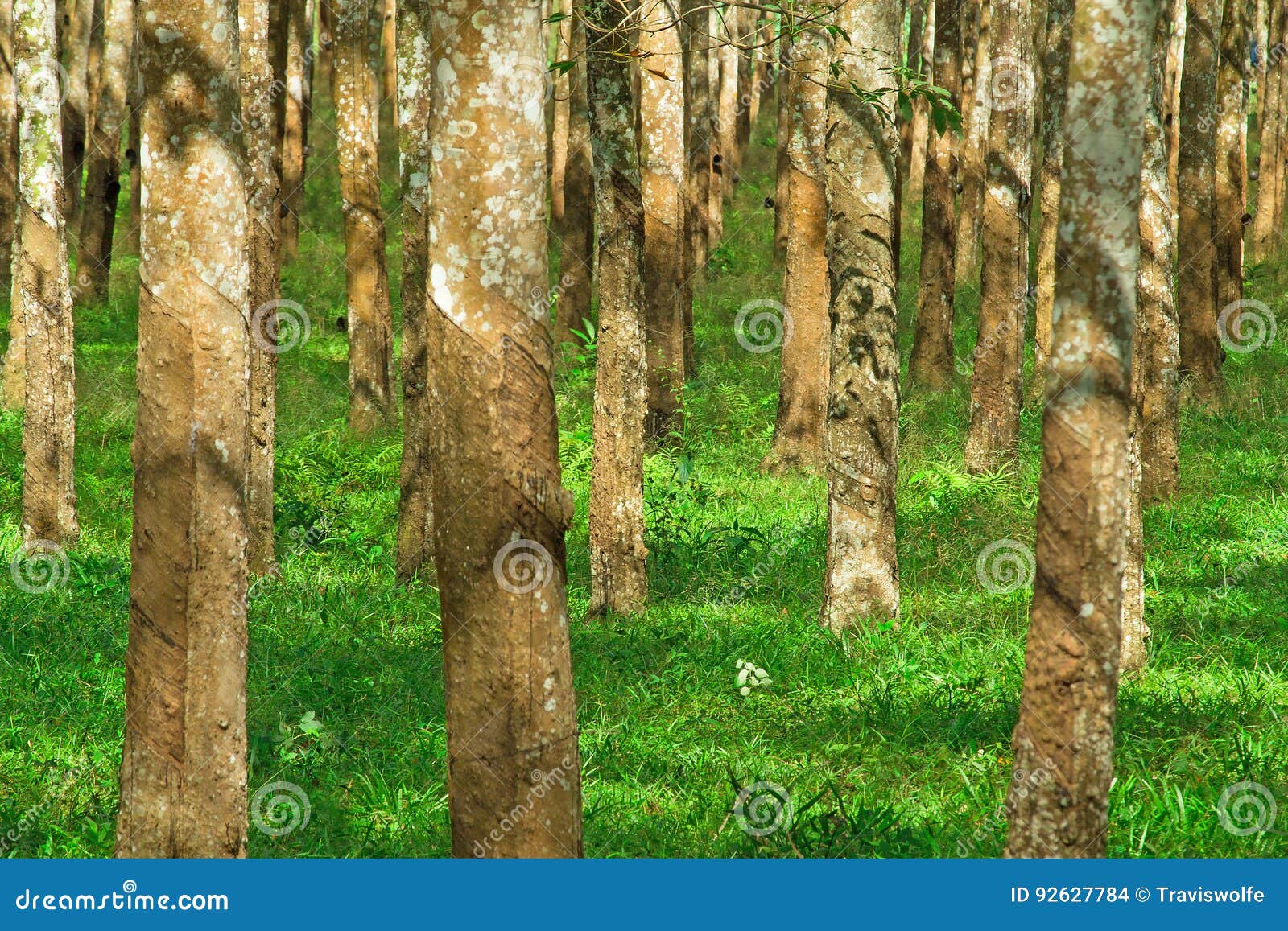 Rows of Rubber Trees Used for Creating Latex and Rubber Products Stock ...