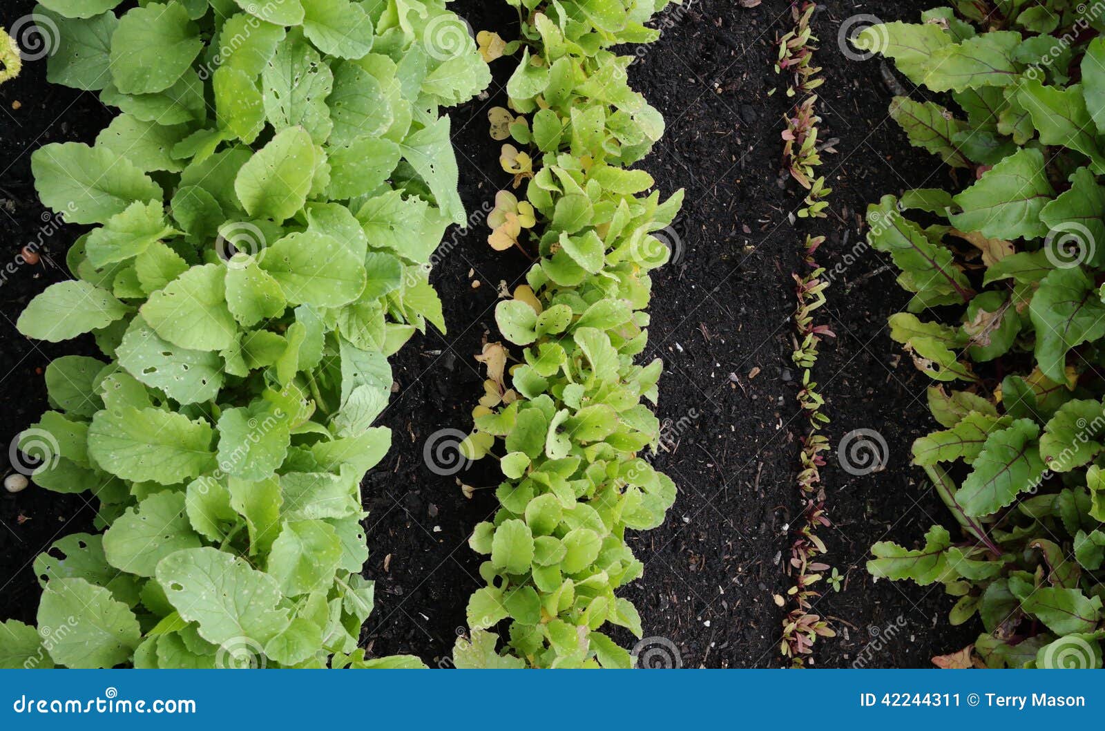 Rows of Salad Vegetables in Growing in Plot Stock Image - Image of ...