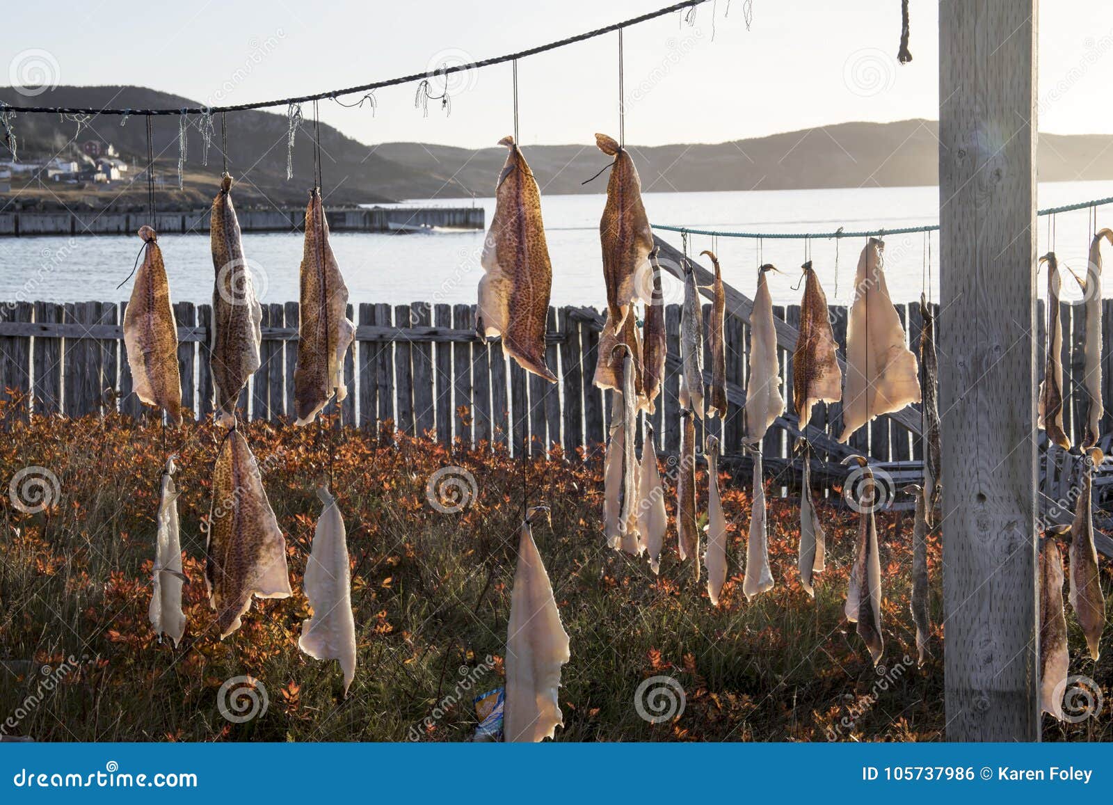 Rows of Salt Cod Pieces Drying in Bonavista, NL, Canada Stock Photo ...