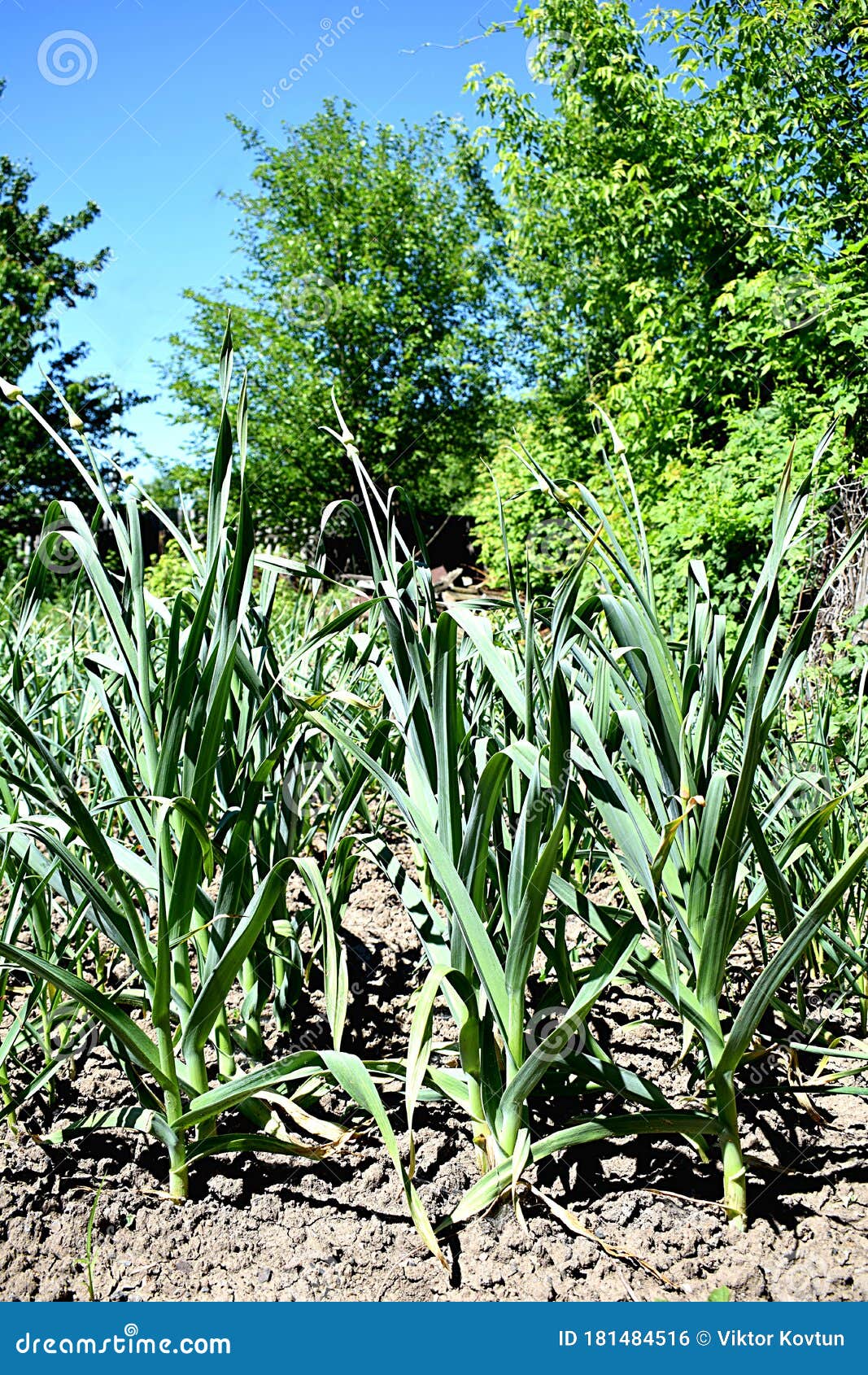 Rows of Sand Leek with Peduncles in the Garden Stock Photo - Image of ...