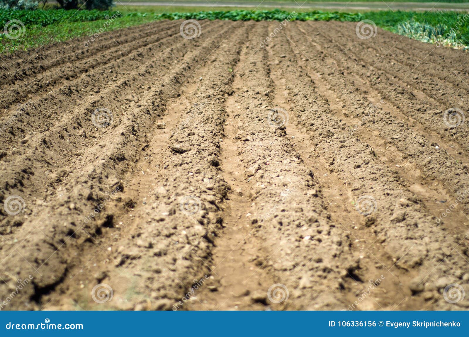 Rows for sowing stock photo. Image of brown, agronomy - 106336156
