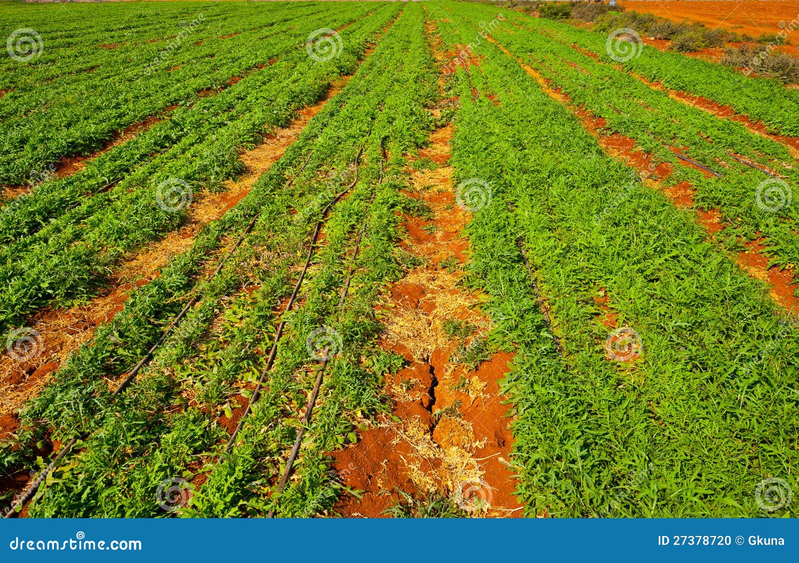 Rows of Seedling stock photo. Image of growth, country - 27378720