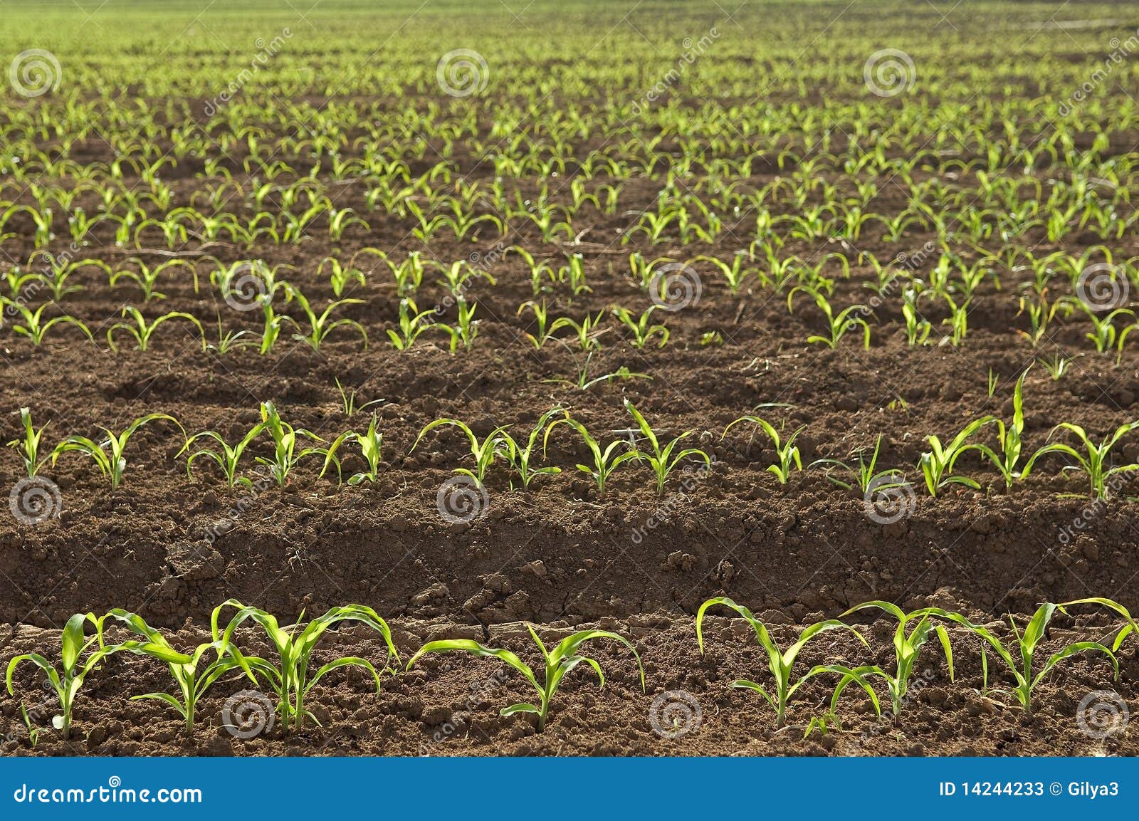 Rows of Seedling Spring Corn Stock Image - Image of plow, crop: 14244233