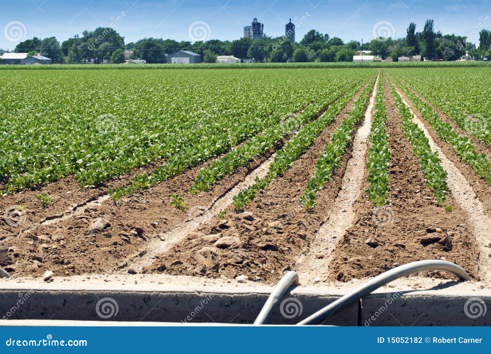 Rows of seedlings stock photo. Image of nature, plant - 15052182