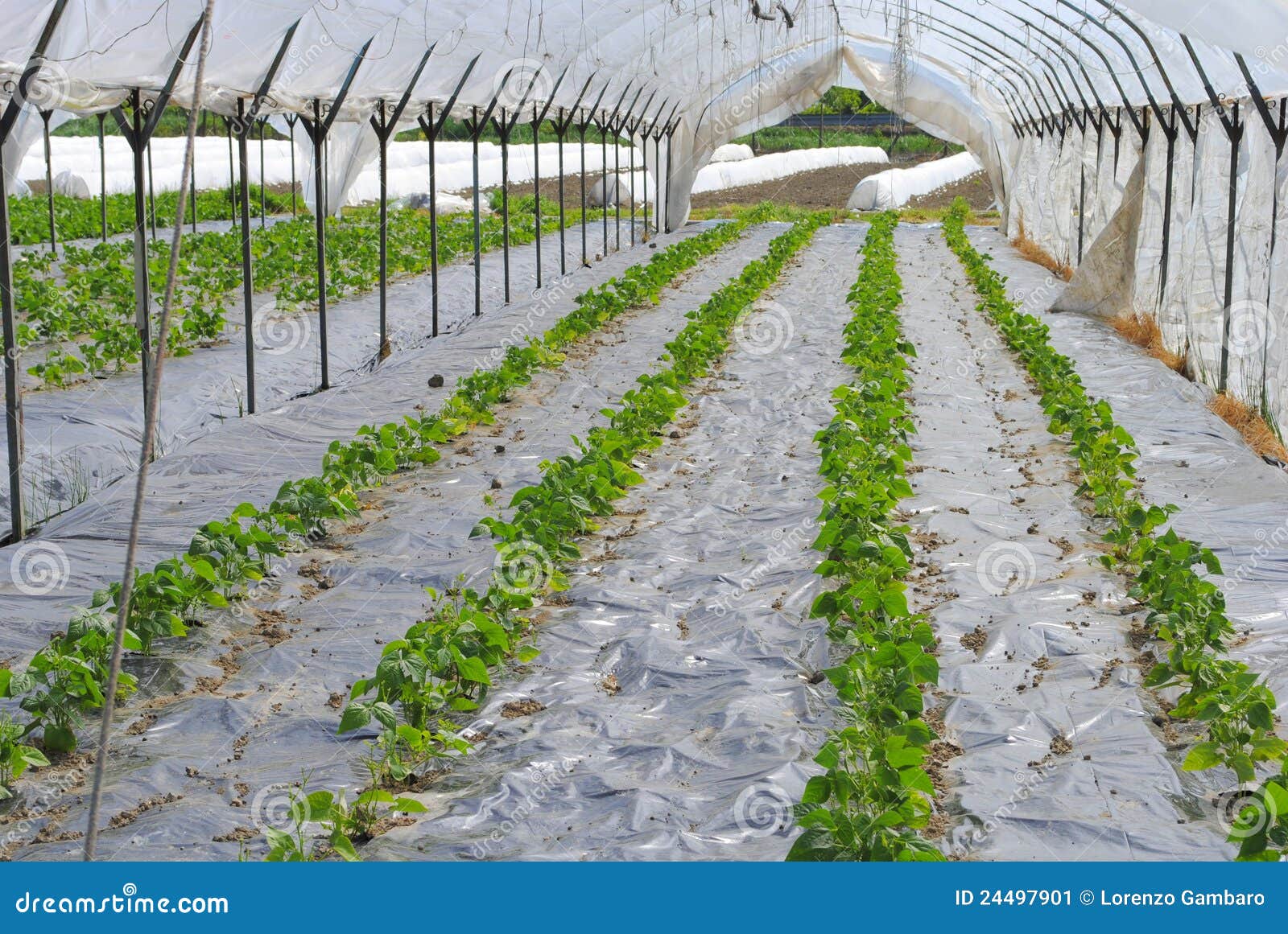 Rows of seedlings stock image. Image of grow, plant, vegetables - 24497901