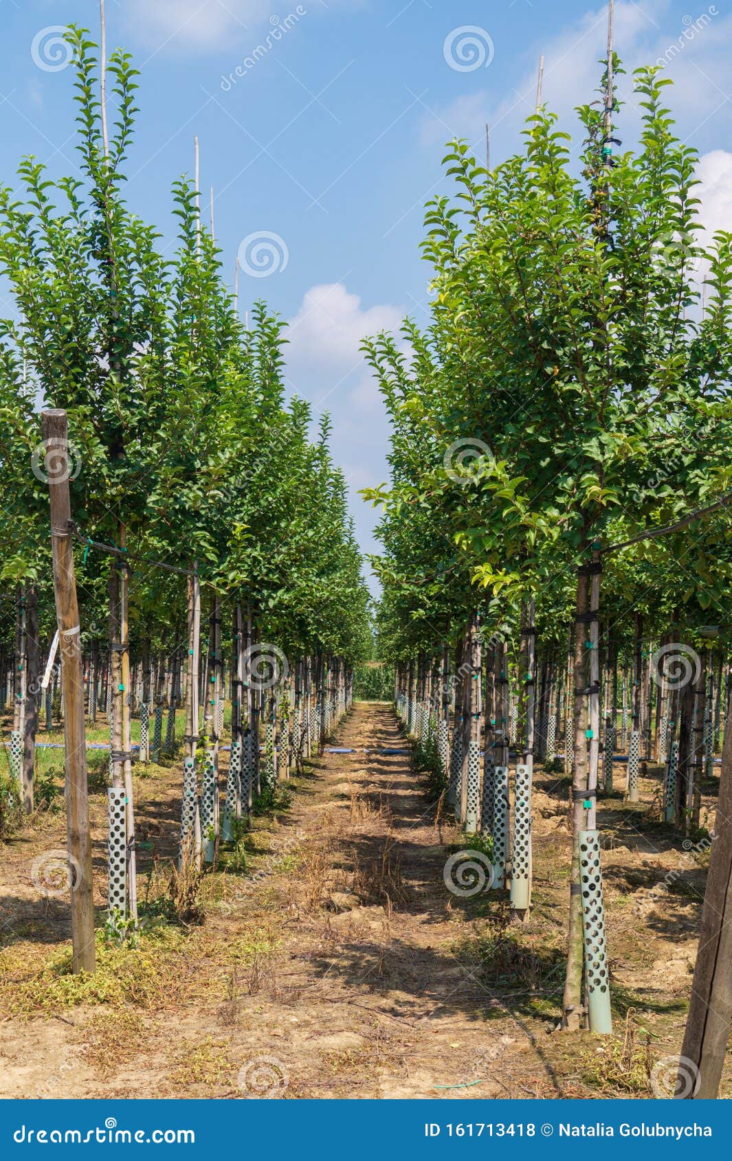 Rows of Seedlings of Decorative Trees in a Nursery Stock Photo - Image ...