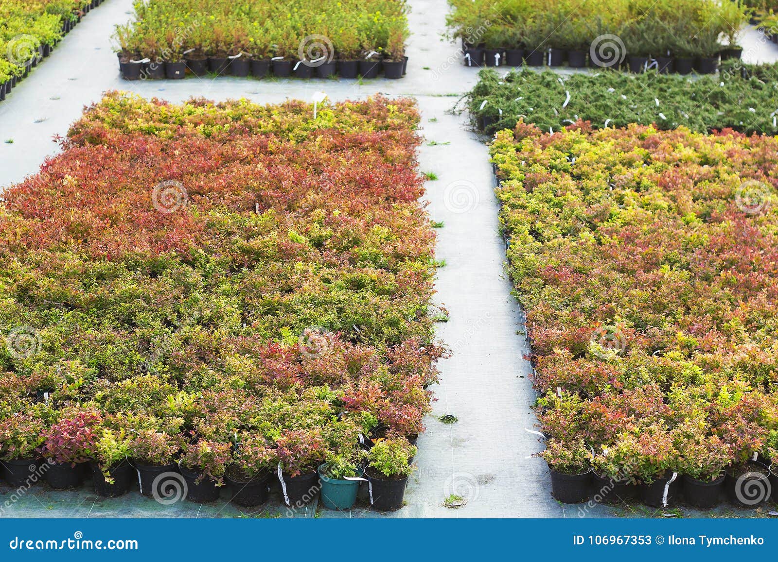 Rows of Seedlings Different Plants in Pots Sold in Garden Center Stock ...