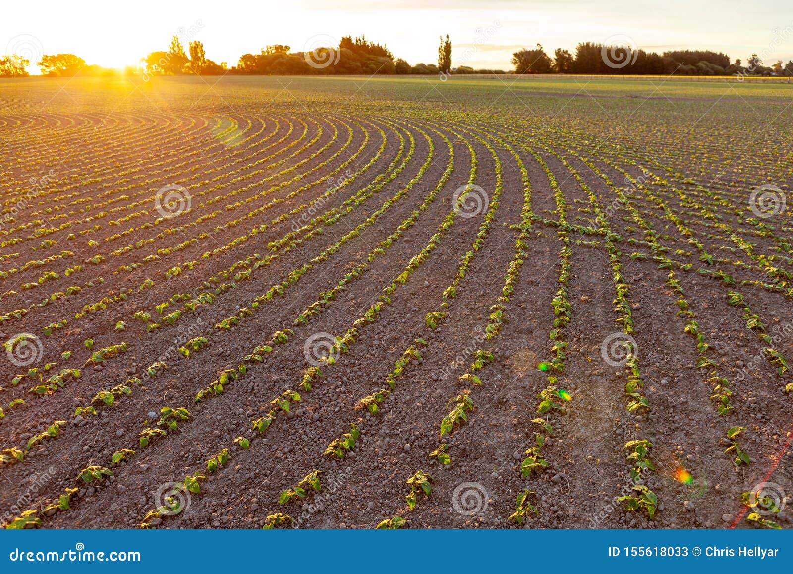 Rows of Seedlings on the Farm Stock Image - Image of cultivate, land ...