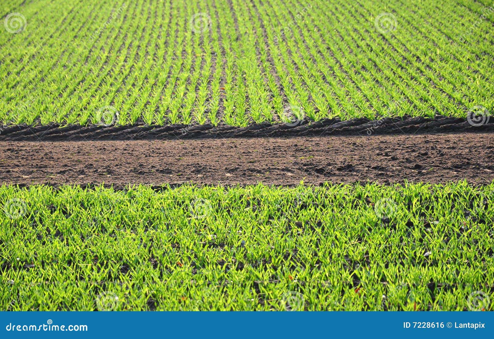 Rows of Seedlings in a Field Stock Photo - Image of grooves, field: 7228616