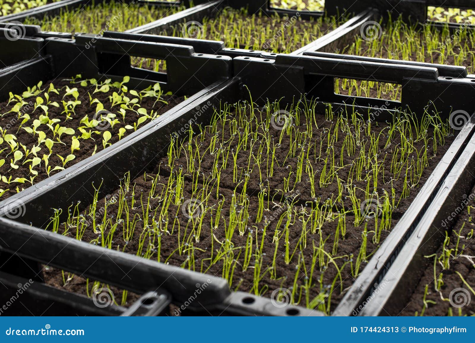Rows of Seedlings in Seedbeds in Nursery Stock Image - Image of leaf ...