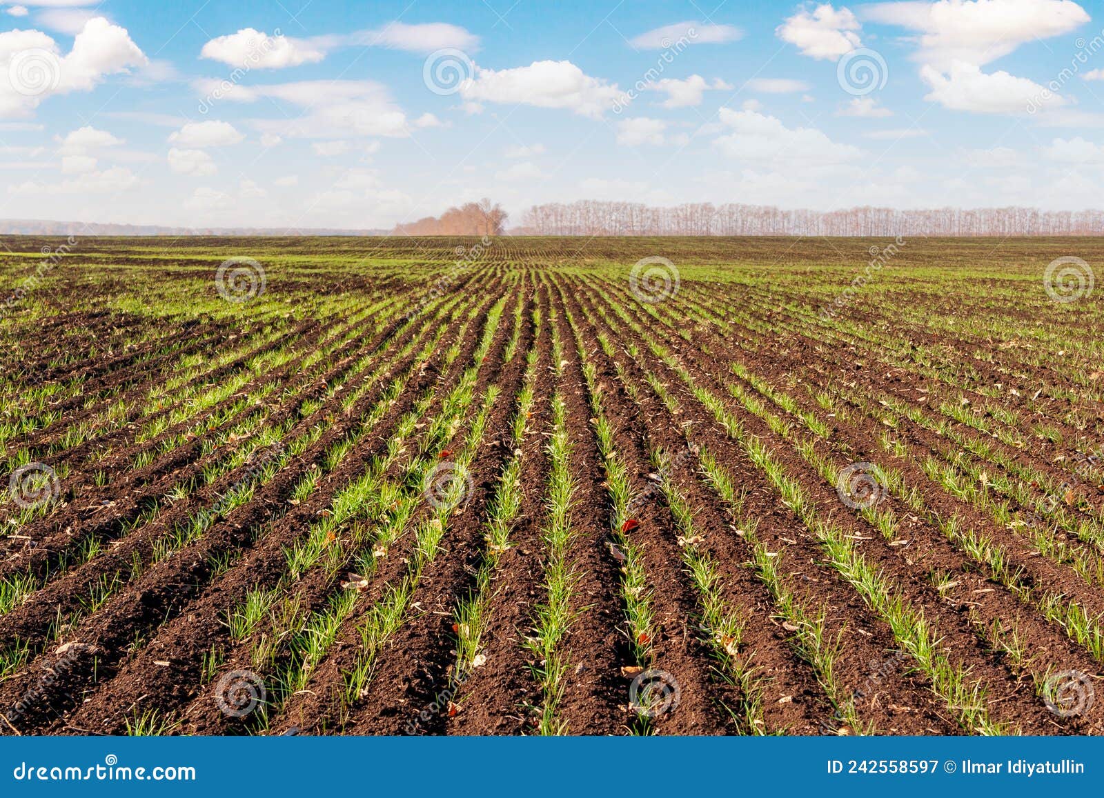 Rows of Seedlings of Winter Wheat. Autumn Shoots of Winter Wheat. Wheat ...