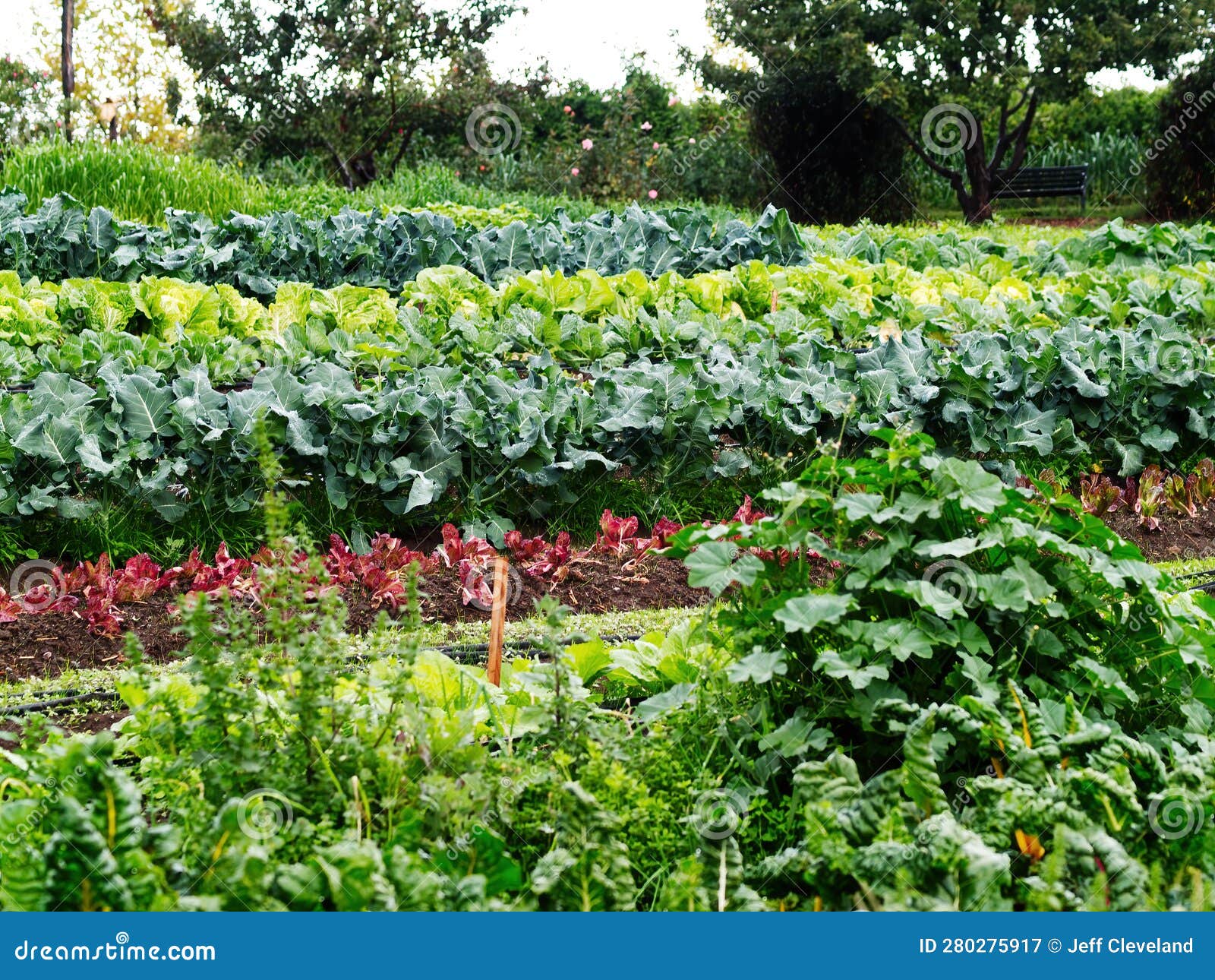 Rows of Several Varieties of Vegetables in Large Garden Stock Image ...