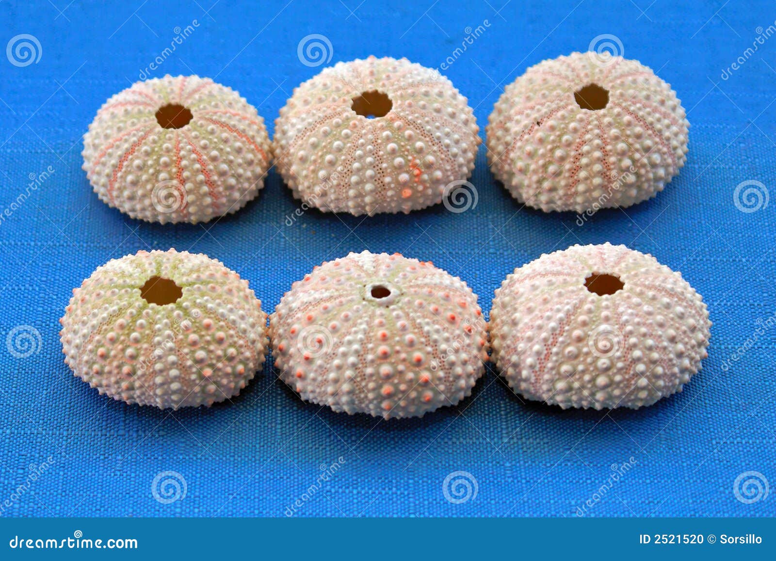 Rows of shells stock photo. Image of speckled, round, pyramid - 2521520