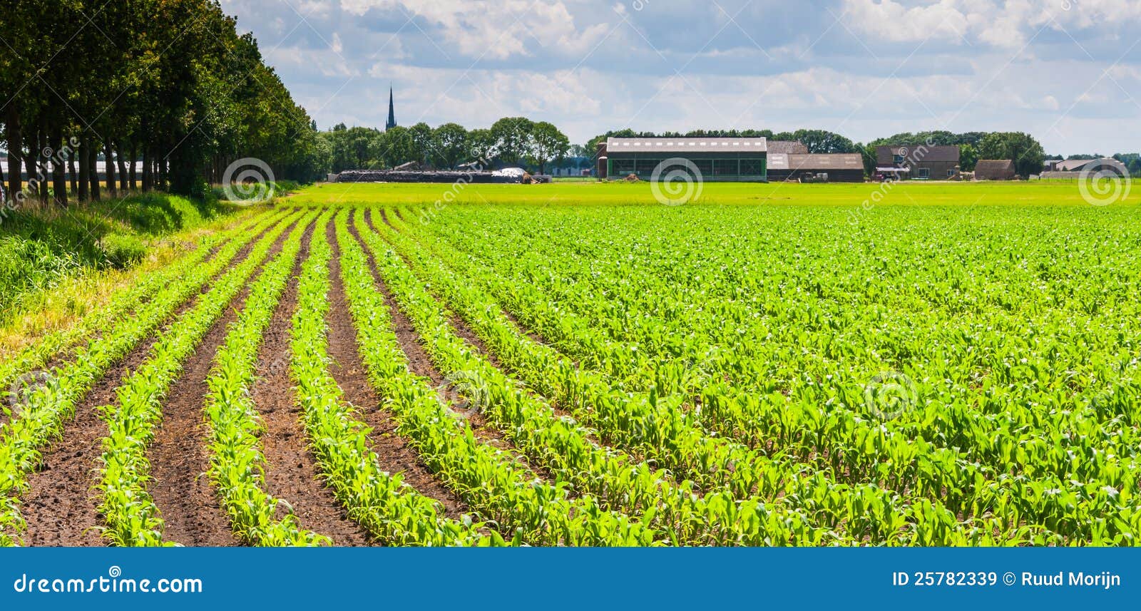 Rows of Silage Maize Plants in a Rural Landscape Stock Image - Image of ...