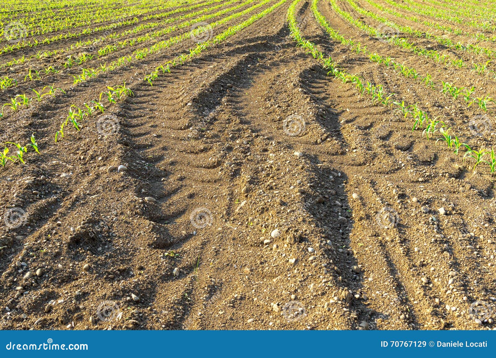 Rows of Small Corn Plants from Organic Farming in Italy Stock Image ...