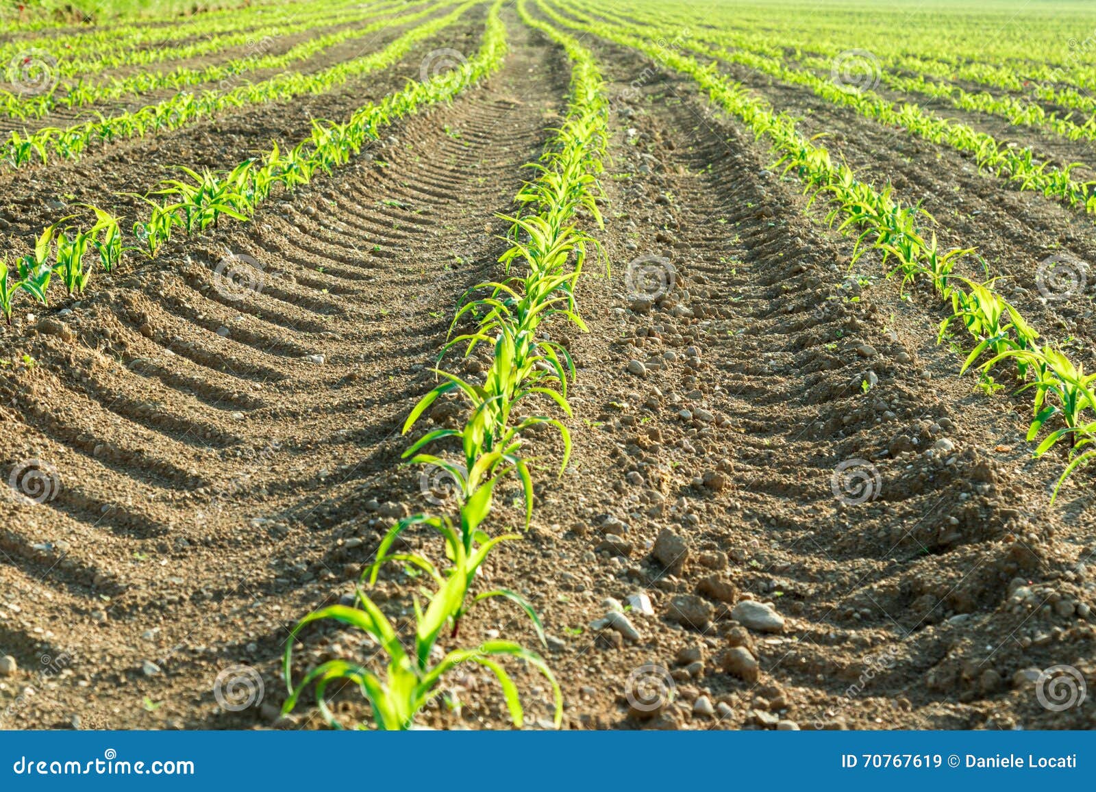 Rows of Small Corn Plants from Organic Farming in Italy Stock Image ...