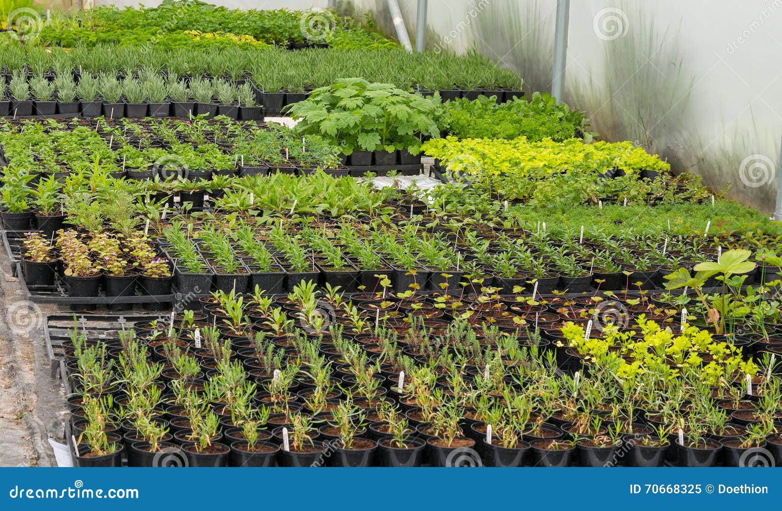 Rows of Small Plants Inside a Polytunnel Stock Image - Image of nursery ...
