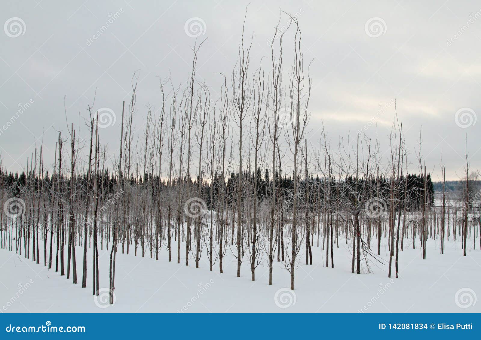 Rows of Small Trees in a Field Stock Photo - Image of putti, growing ...