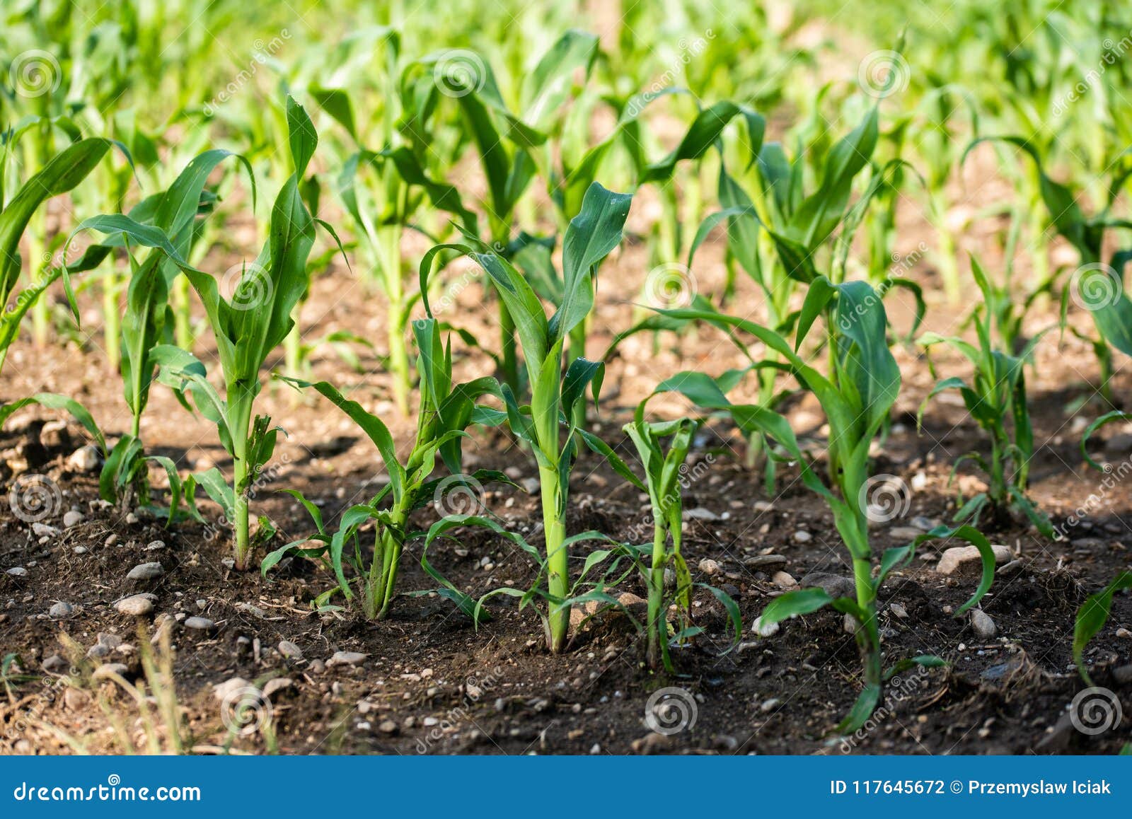 Rows of Young Corn Growing on a Field Stock Photo - Image of nature ... Rows of Young Corn Growing on a Field Stock Photo - Image of nature ...