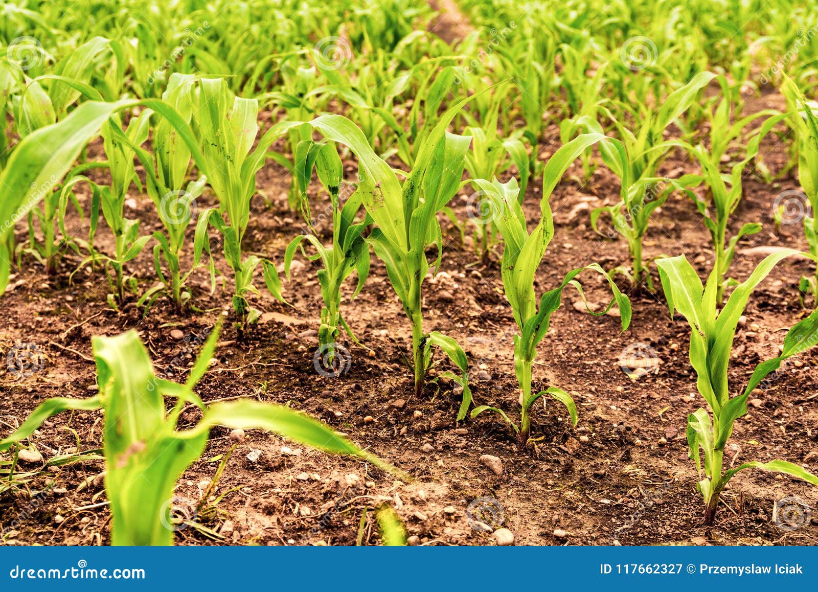 Rows of Young Corn Growing on a Field Stock Image - Image of outdoor ... Rows of Young Corn Growing on a Field Stock Image - Image of outdoor ...
