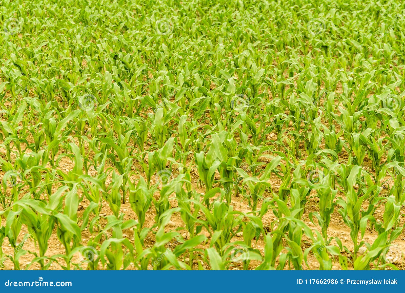 Rows of Young Corn Growing on a Field Stock Photo - Image of green ...