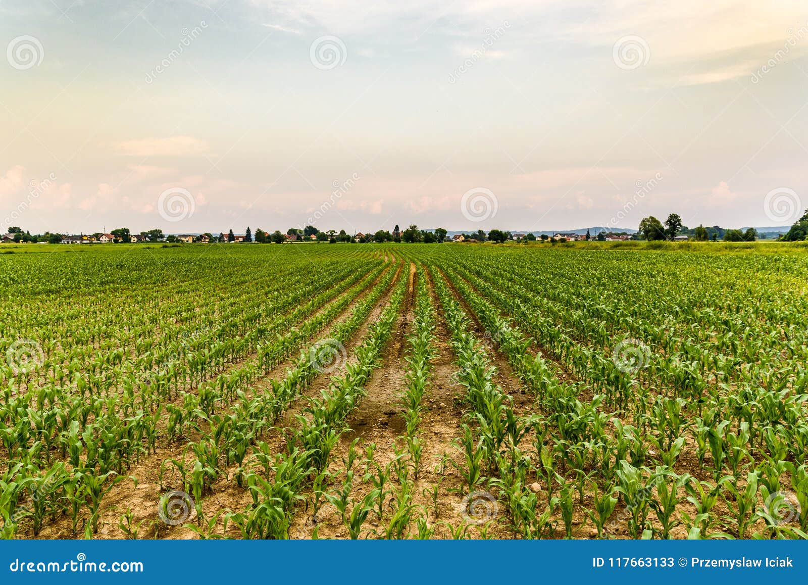 Rows of Young Corn Growing on a Field Stock Image - Image of plant ... Rows of Young Corn Growing on a Field Stock Image - Image of plant ...