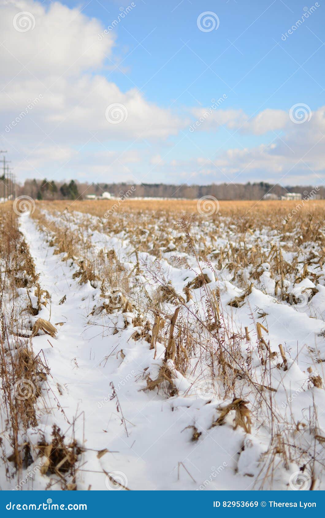 Rows of a Snow Covered Corn Field on a Sunny Winter Day Stock Image ...
