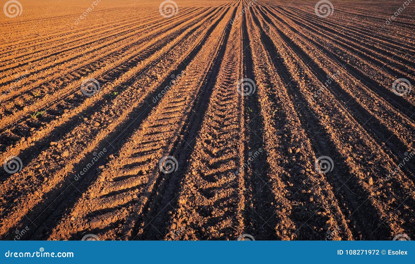 Furrows Row Pattern in a Plowed Field Prepared for Planting Crops in ...