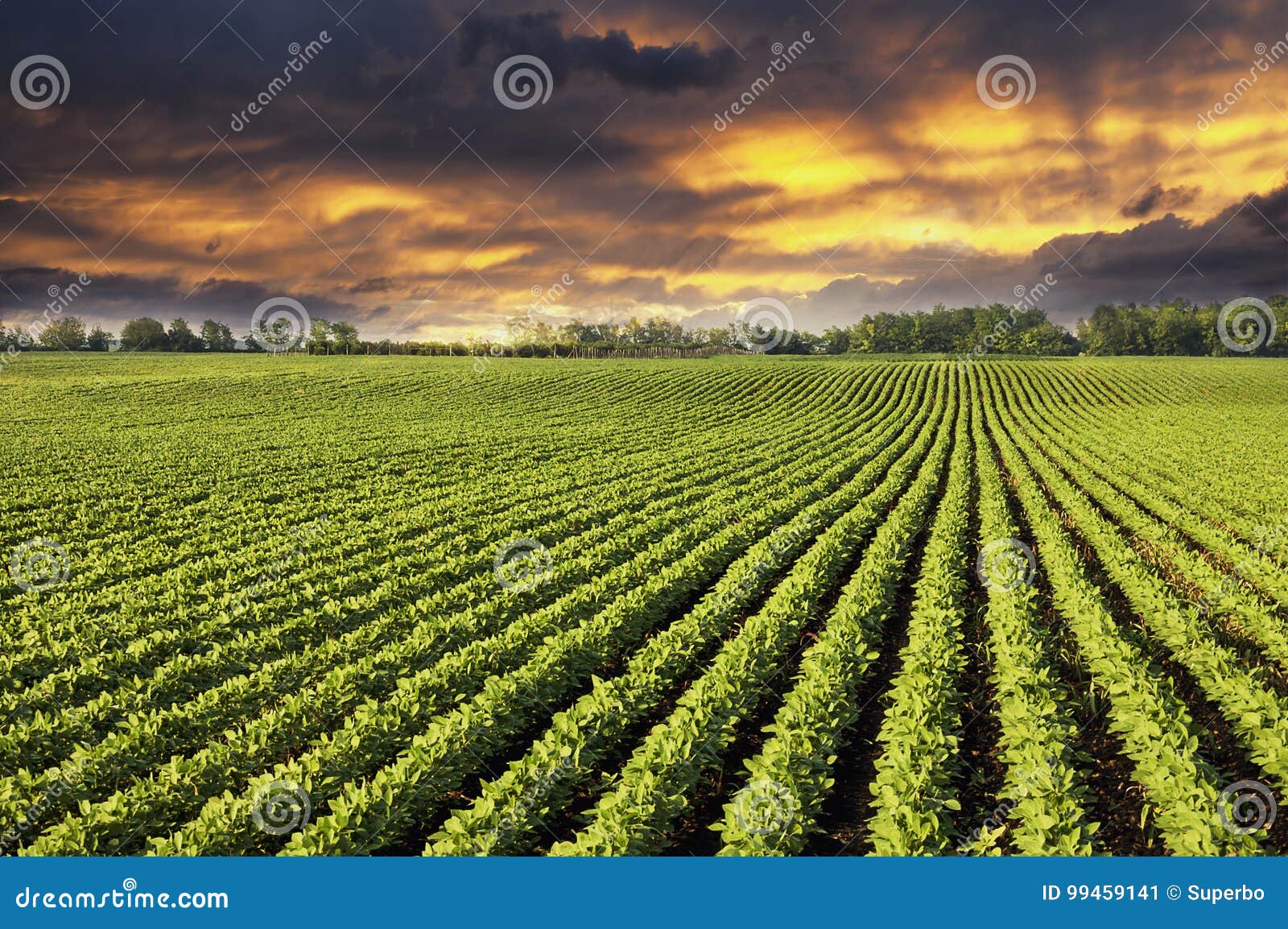 Rows of Soy Field Plants in Sunset Stock Image - Image of dirt, legume ...