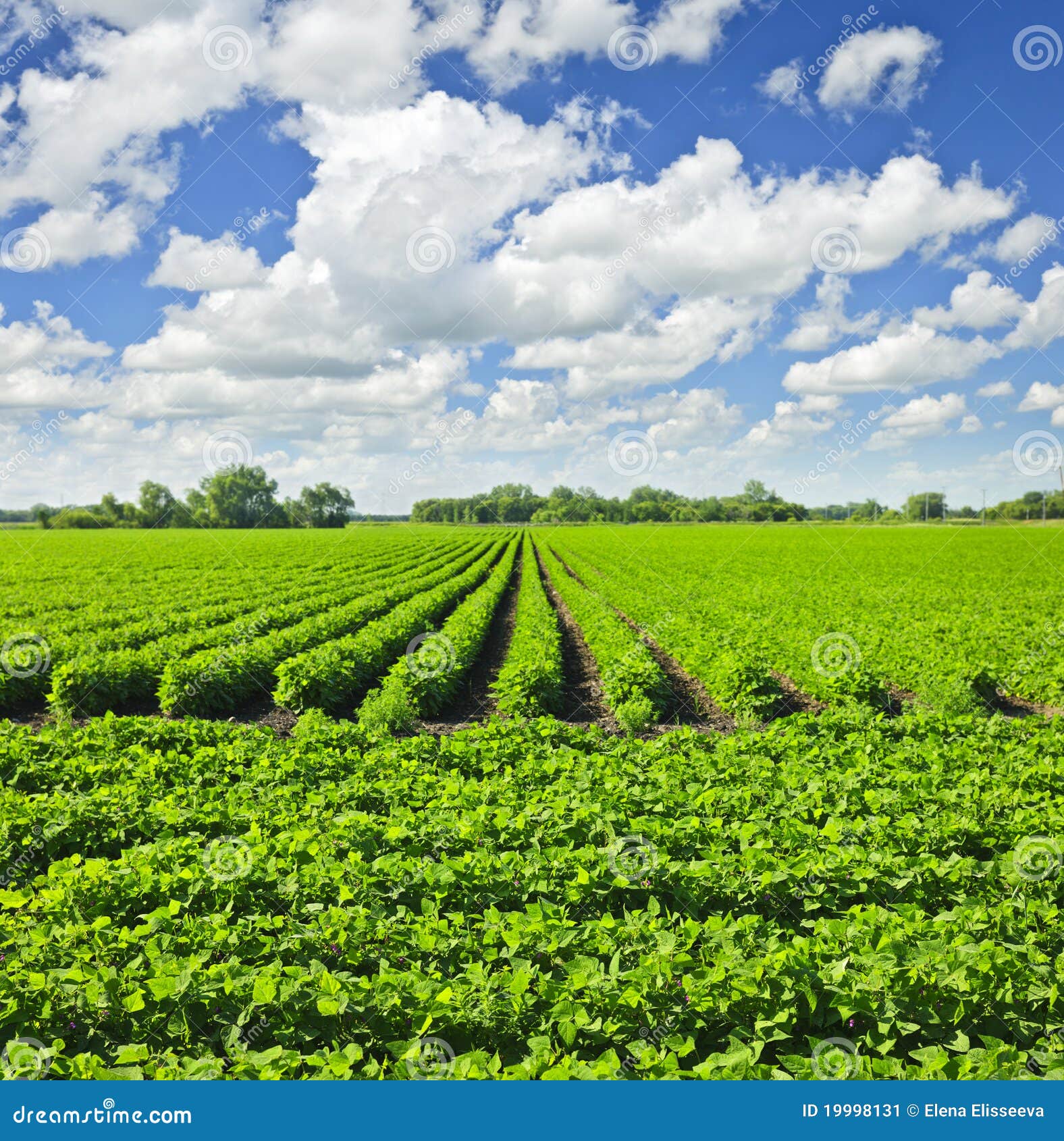 Rows of Soy Plants in a Field Stock Image - Image of farming, growth ...