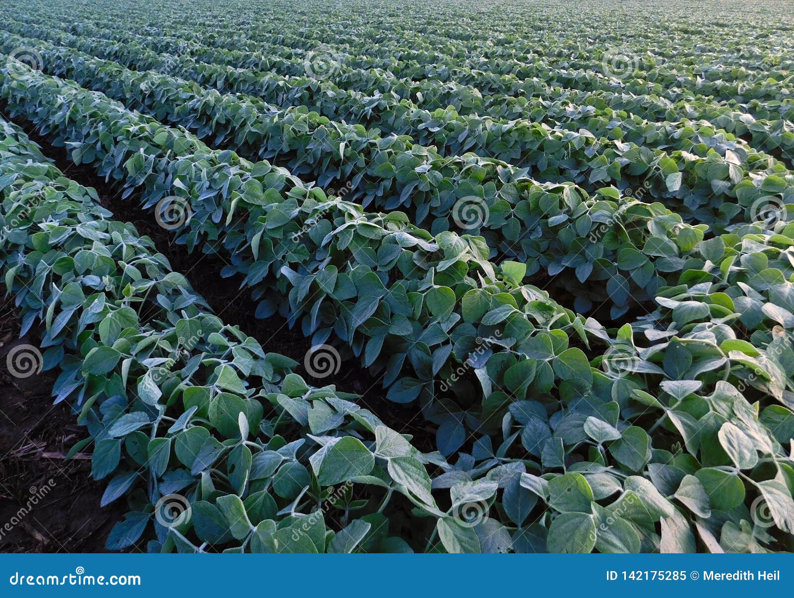 Rows of Soybeans in a Field in the Morning Stock Image - Image of ...
