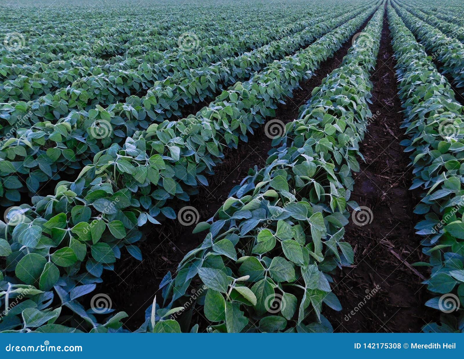 Rows and rows of soybeans stock photo. Image of outdoor - 142175308