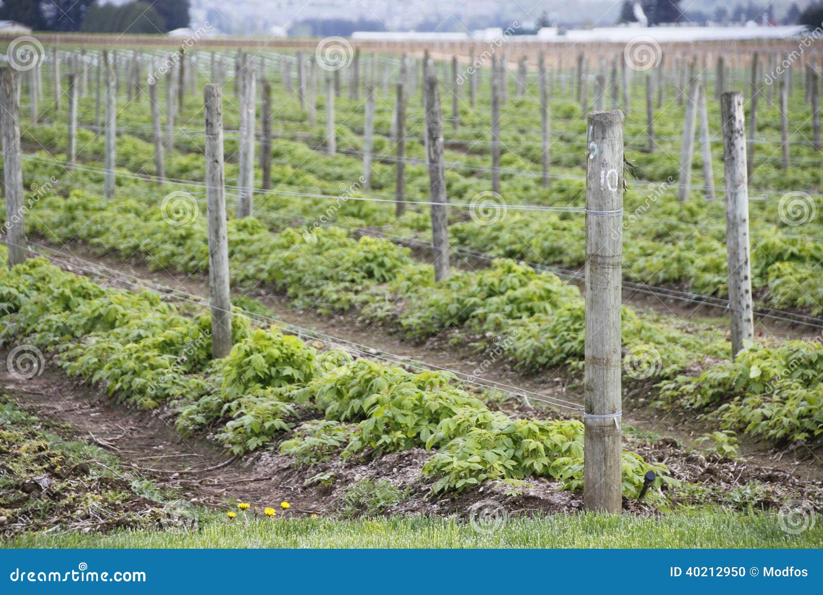 Rows of Spring Blueberries stock photo. Image of season - 40212950